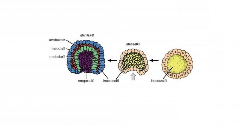 Endoderm: parts and development in gestation.