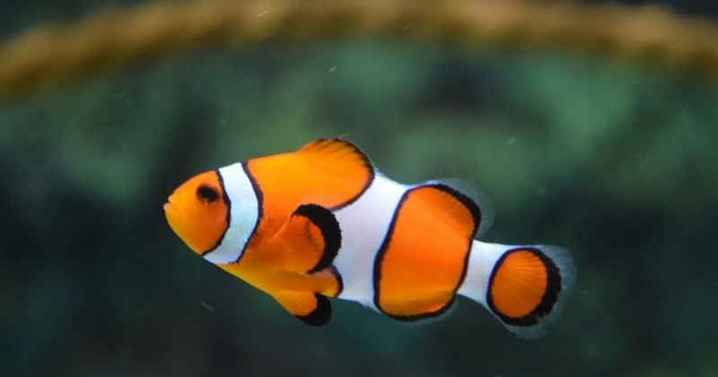 Ichthyophobia (fish phobia): symptoms, causes and treatment