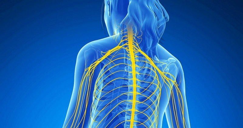 Parts of the Nervous System: functions and anatomical structures. Parts of the Nervous System: functions and anatomical structures.