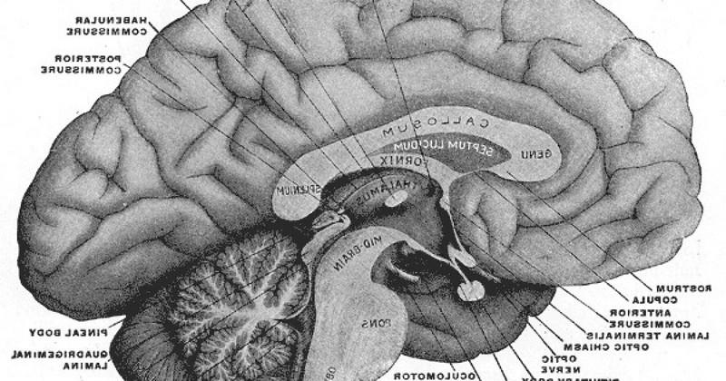 Pineal gland (or pineal epiphysis): functions and anatomy
