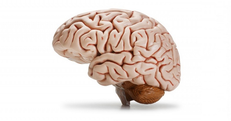 Rolando’s fissure: characteristics and surrounding areas.